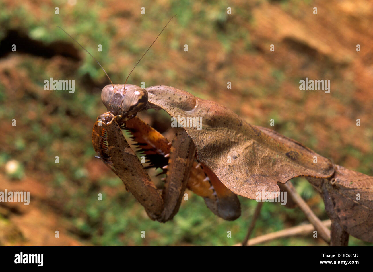 Dead leaf praying mantis deroplatys hi-res stock photography and images ...