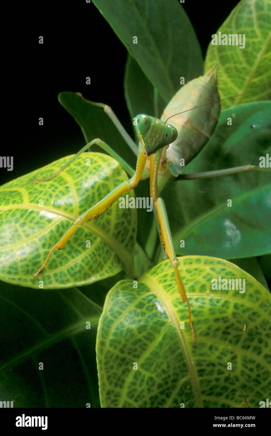 Cryptic praying mantis hi-res stock photography and images - Alamy