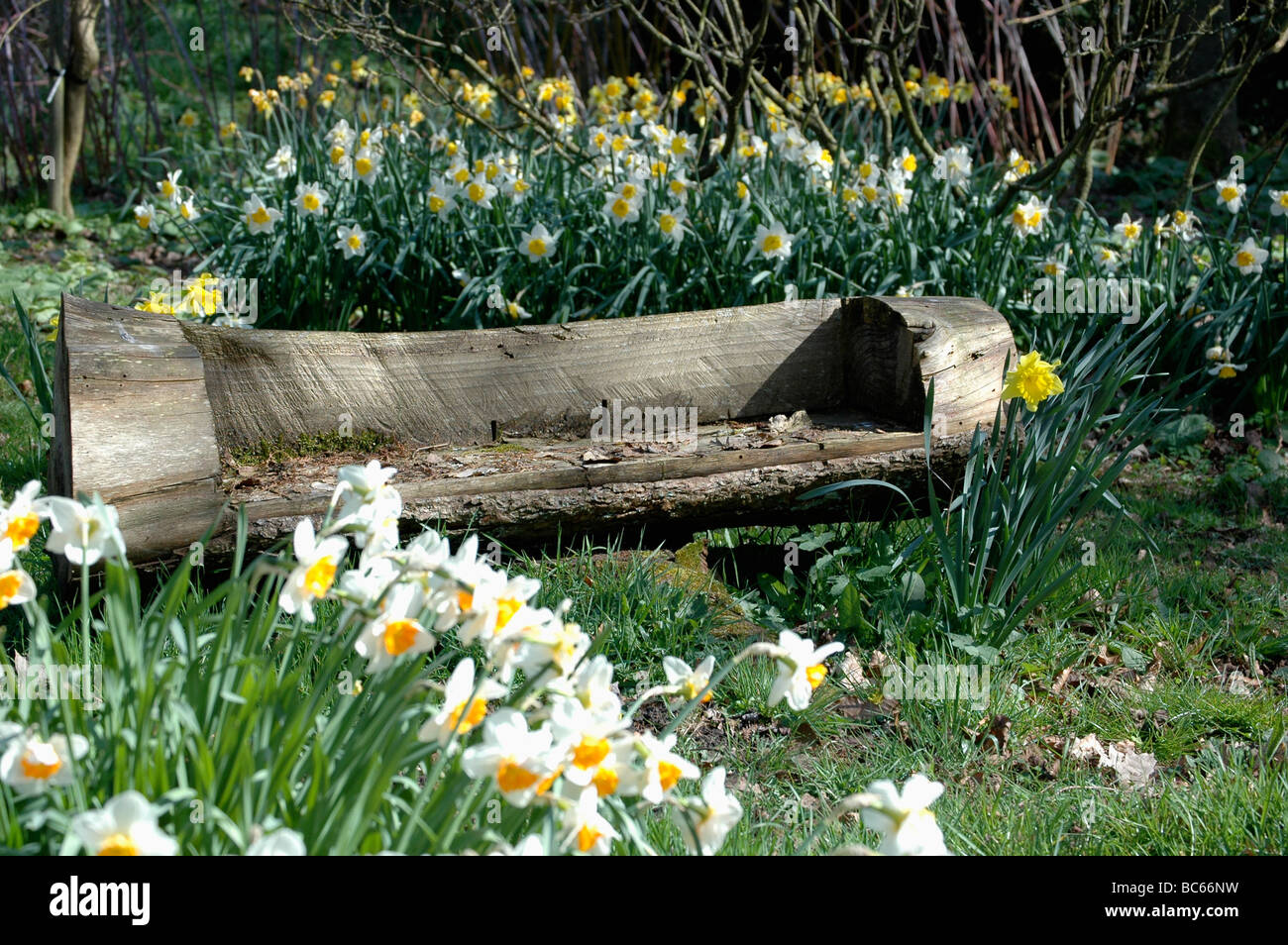 Rustic bench carved out of a large log surrounded by daffodils in ...