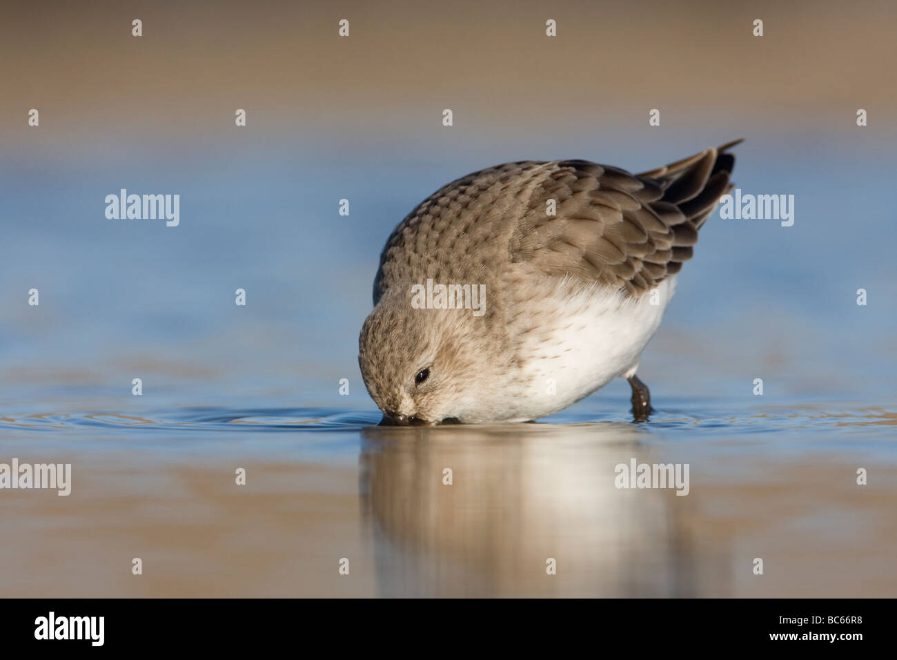 Dunlin uk marsh hi-res stock photography and images - Alamy