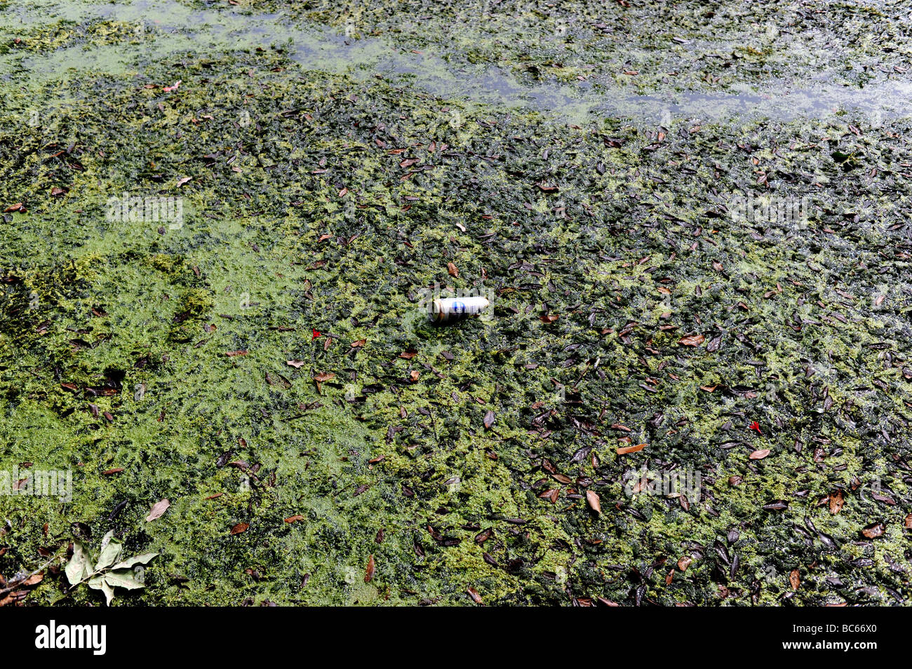 Beer can floating on stagnant pond Stock Photo - Alamy