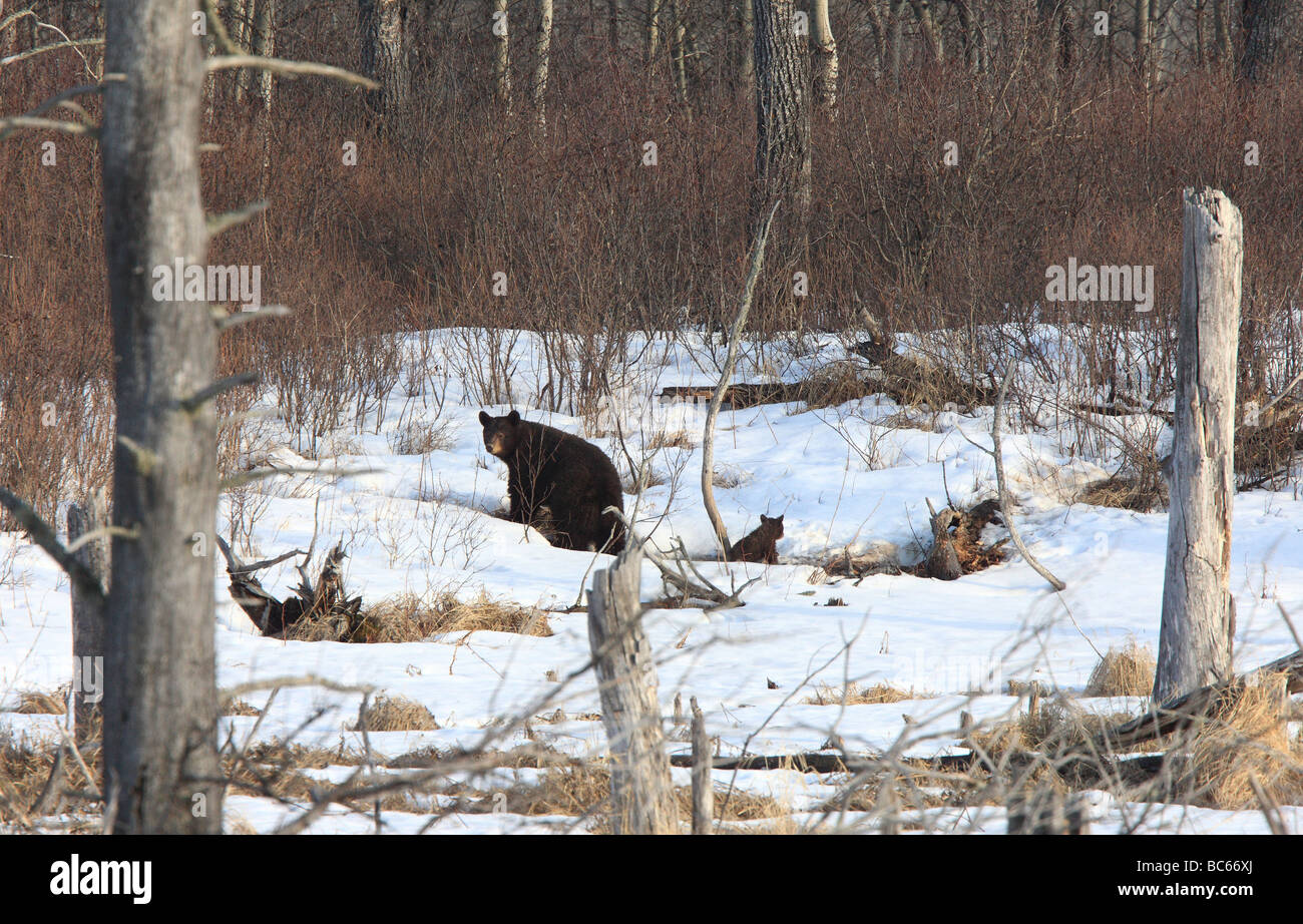 Black Bear Den Stock Photos & Black Bear Den Stock Images - Alamy