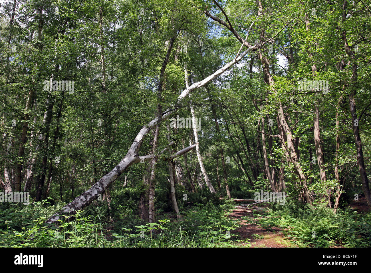 Silver birch wood trees hi-res stock photography and images - Alamy