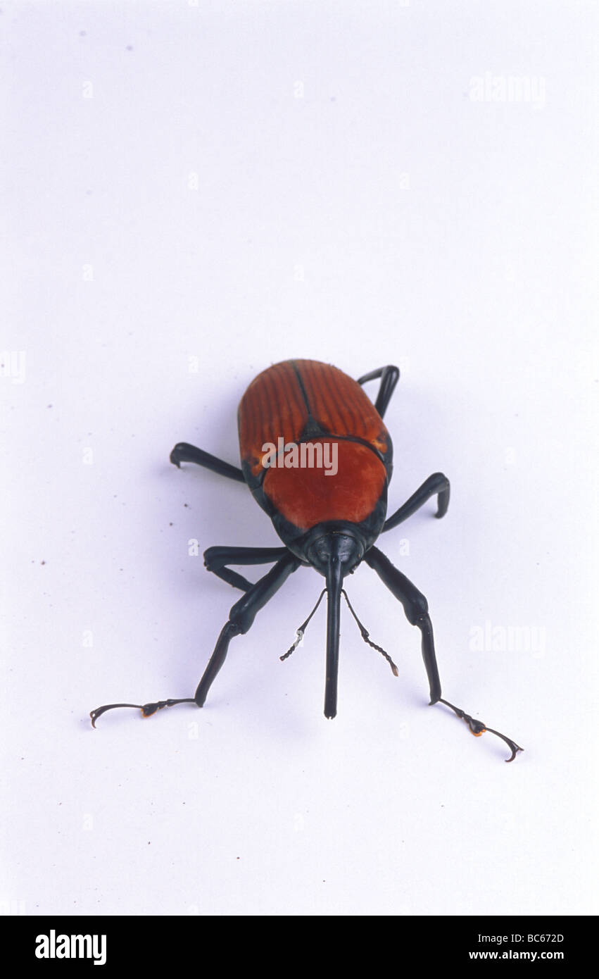 Macrochirus praetor hi-res stock photography and images - Alamy