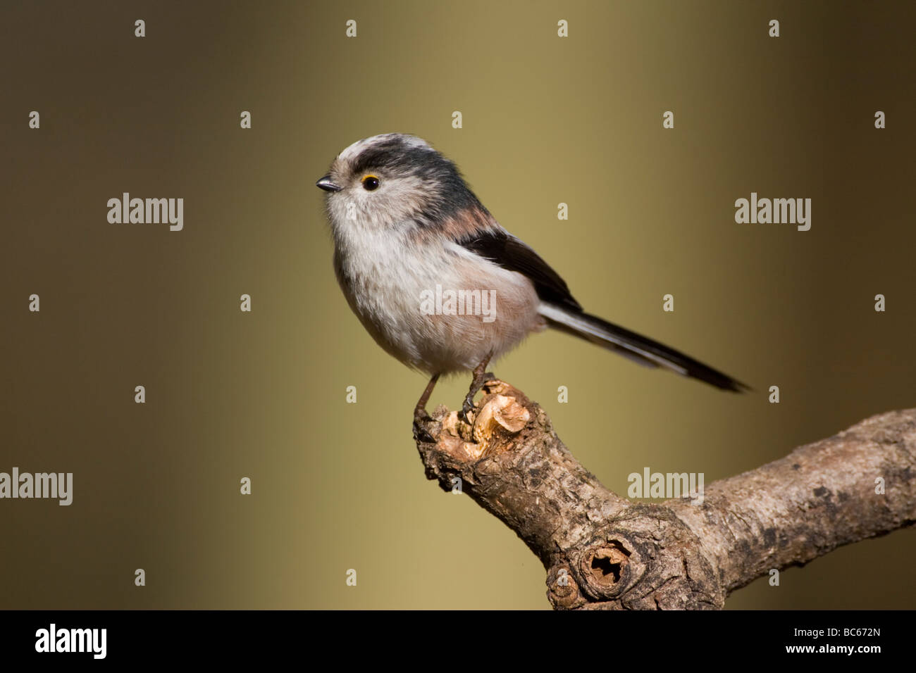 Long Tailed Tit, Aegithalos caudatus Stock Photo - Alamy