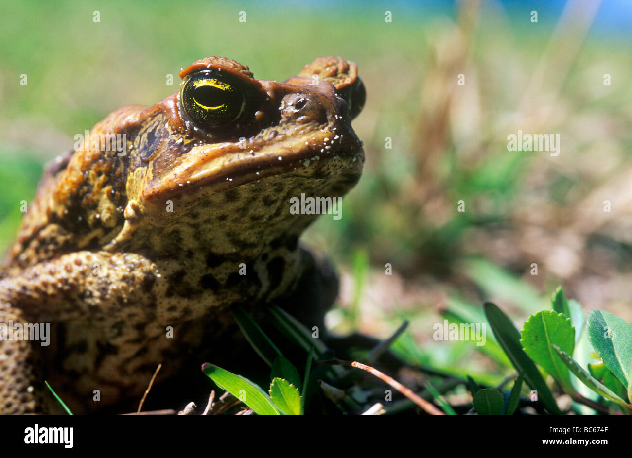 Cane Toad, Bufo marinus, in the wild Stock Photo - Alamy