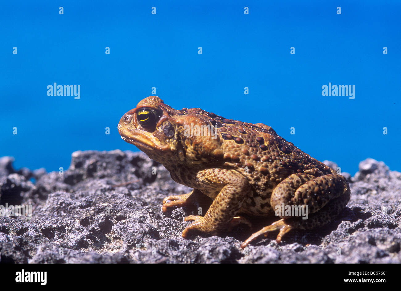 Cane Toad, Bufo marinus, in the wild. It is also known as Marine Toad ...