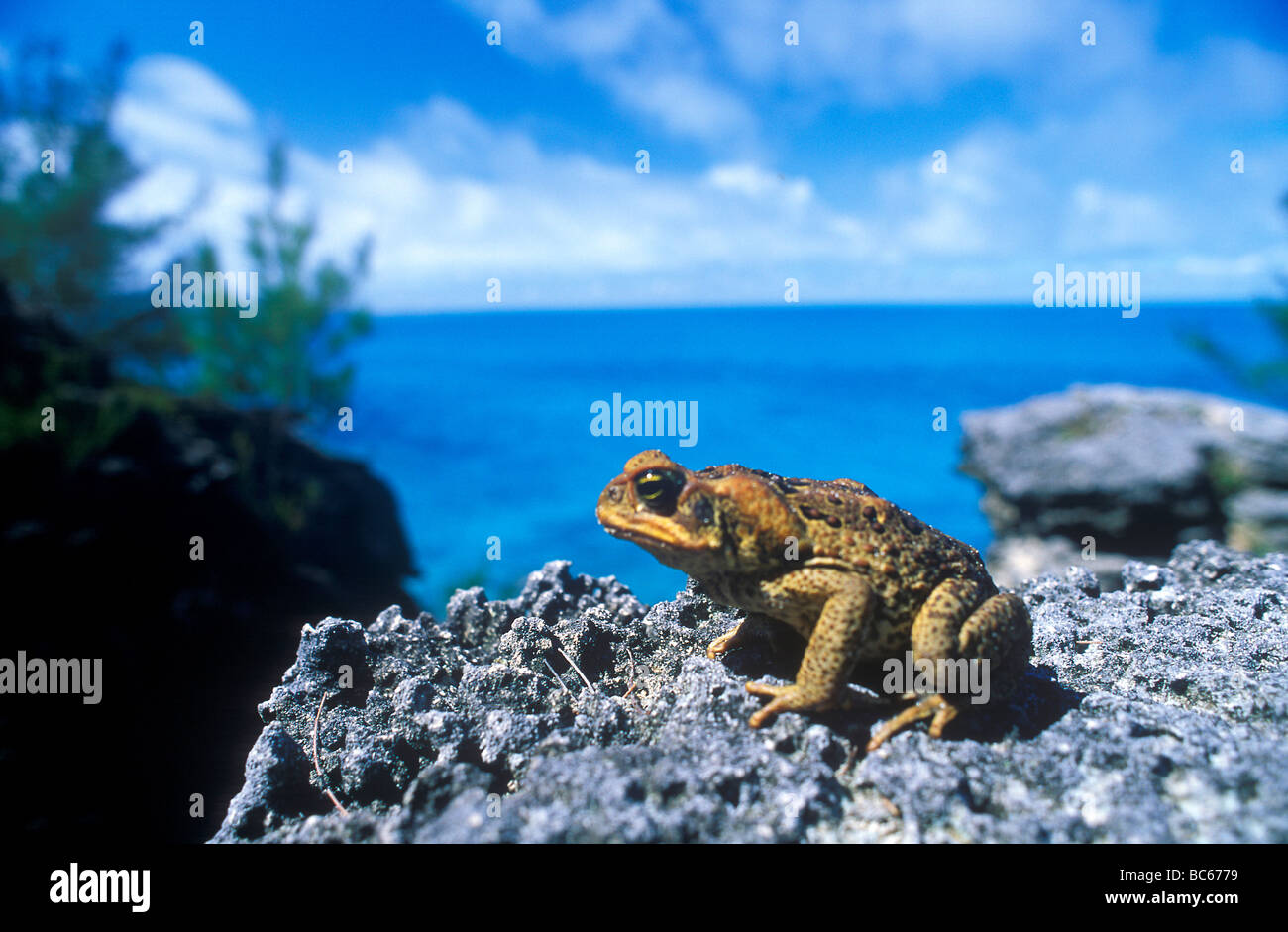 Cane Toad, Bufo marinus, in the wild. It is also known as Marine Toad ...