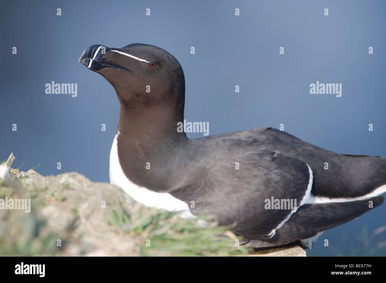 Razorbill, Alca torda, East Yorkshire, UK Stock Photo - Alamy