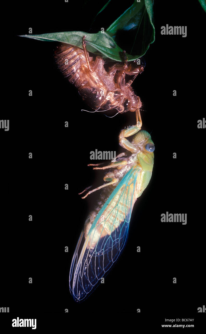 Green insect shedding its skin Stock Photo - Alamy