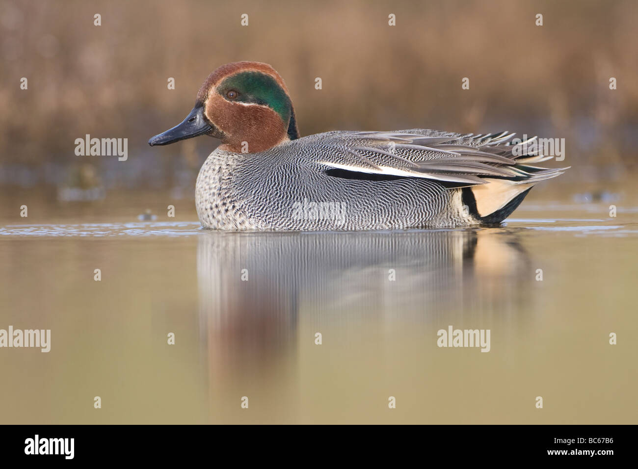 Common Teal, Anas crecca Stock Photo - Alamy
