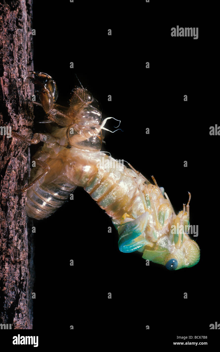 Green insect shedding its skin Stock Photo - Alamy
