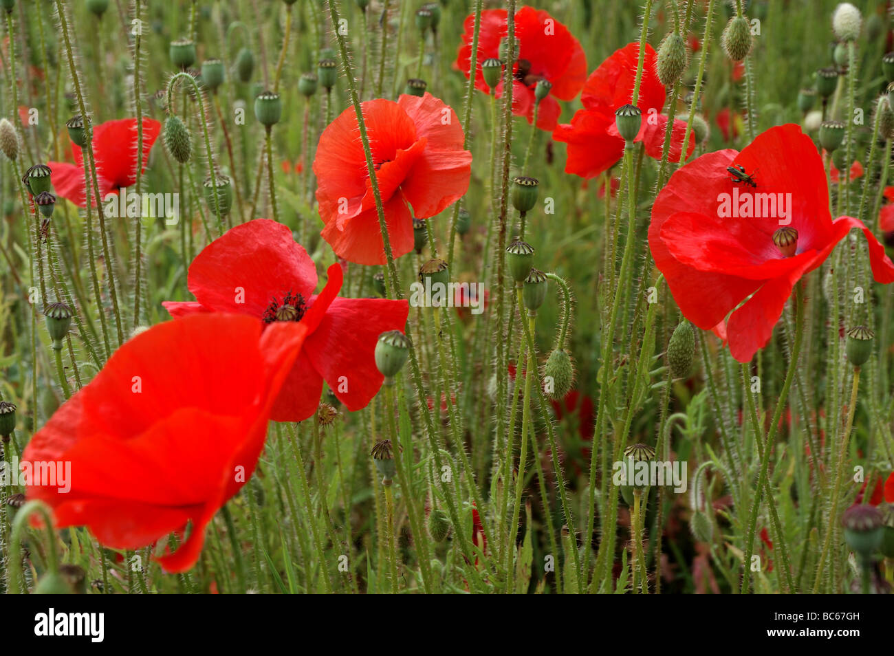 Norfolk flower hi-res stock photography and images - Alamy