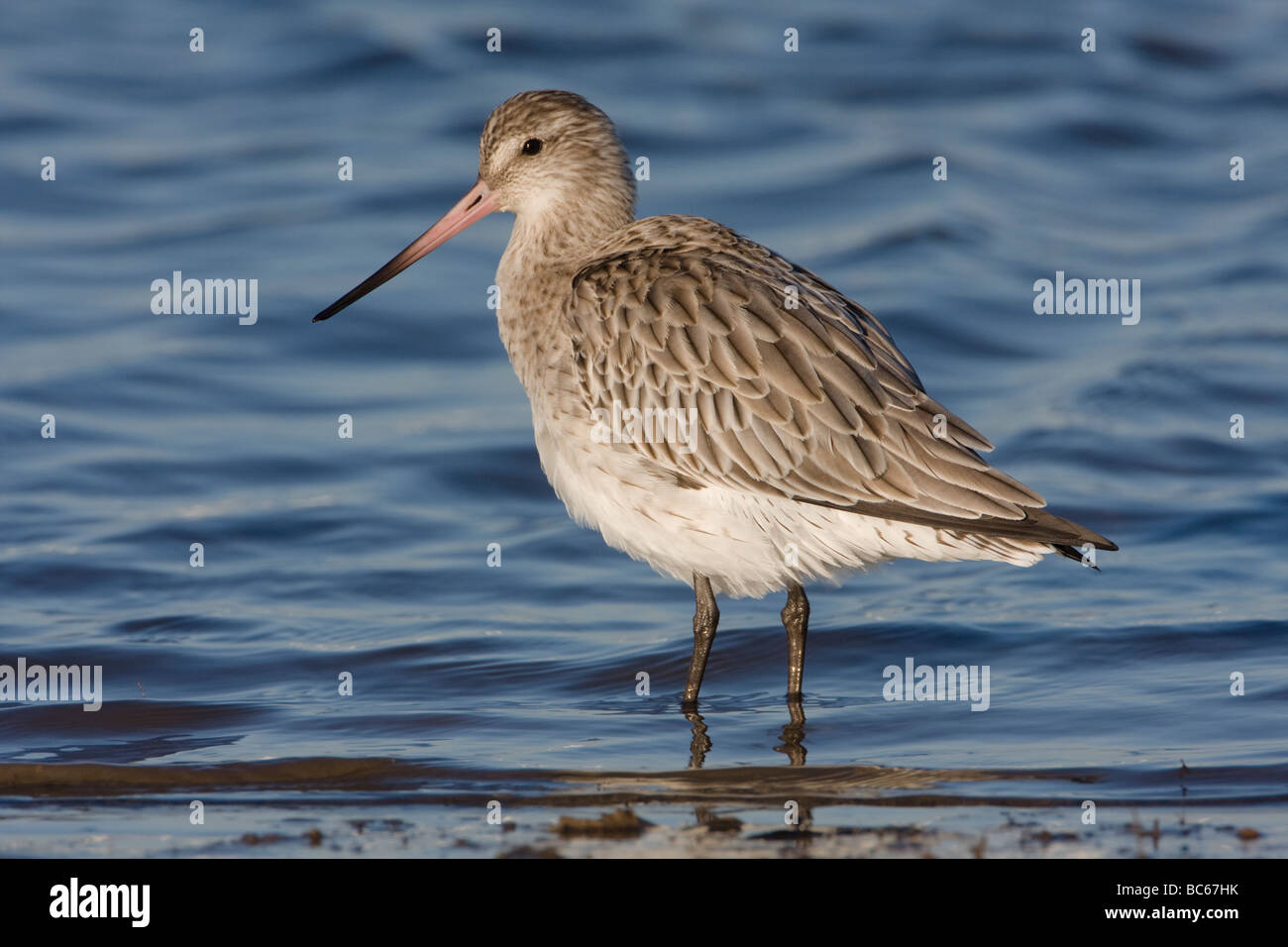 Bar Tailed Godwit, Limosa lapponica Stock Photo - Alamy