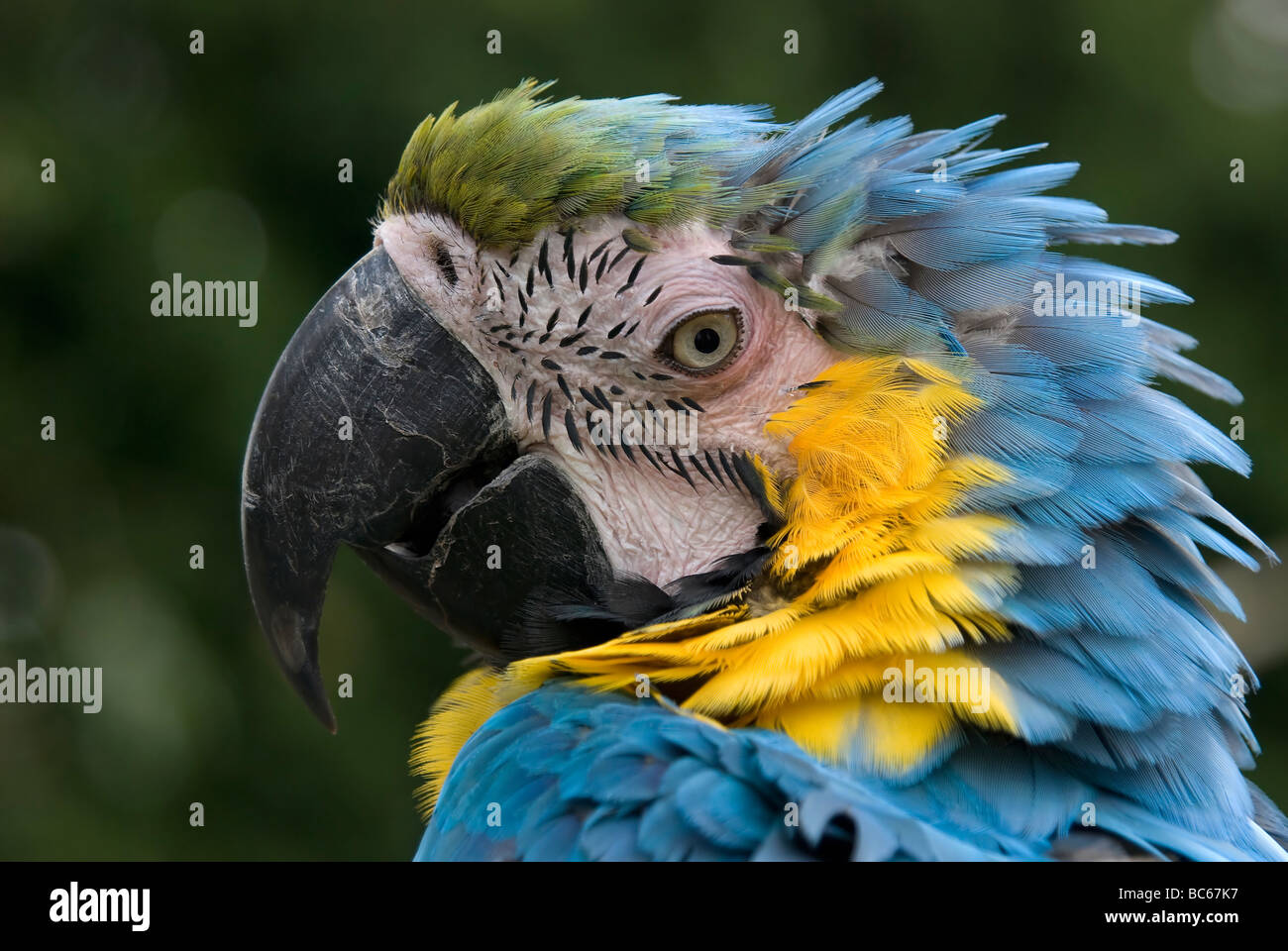 Close up of a Blue-and-yellow macaw also known as the blue-and-gold ...