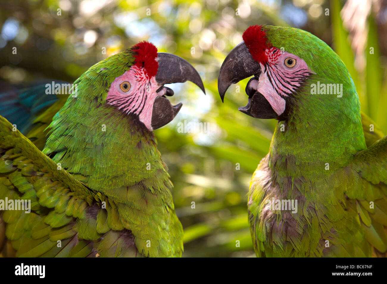 Squawking Parrot Stock Photos & Squawking Parrot Stock Images - Alamy