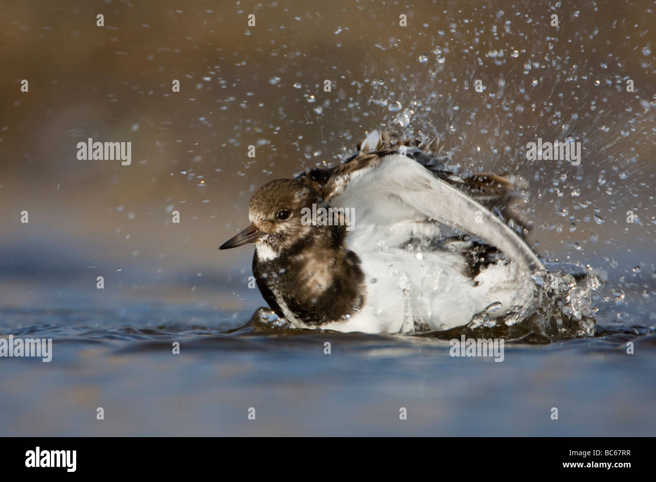 Ruddy Turnstone, Arenaria interpres Stock Photo - Alamy