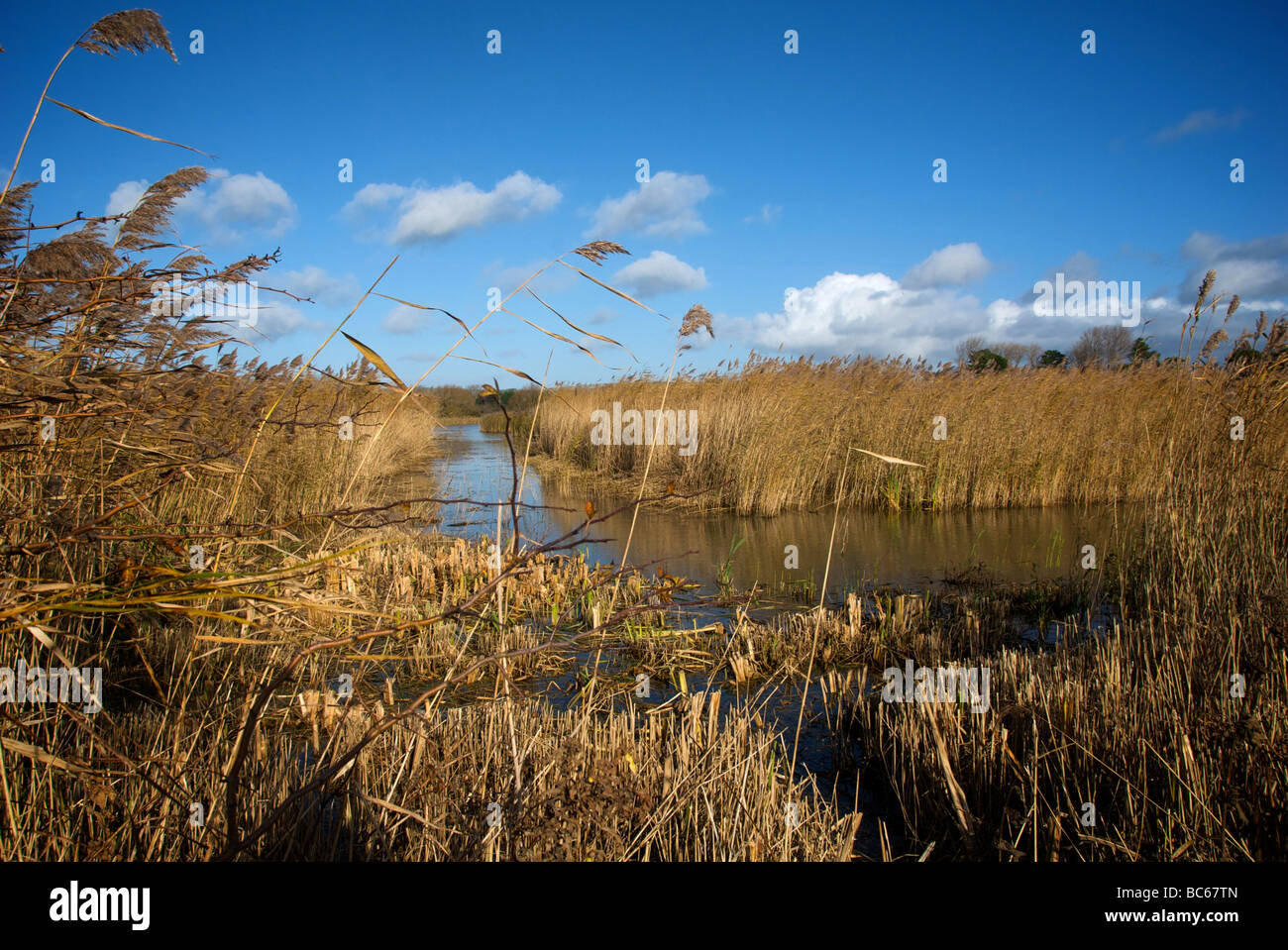 Radipole lake hi-res stock photography and images - Alamy