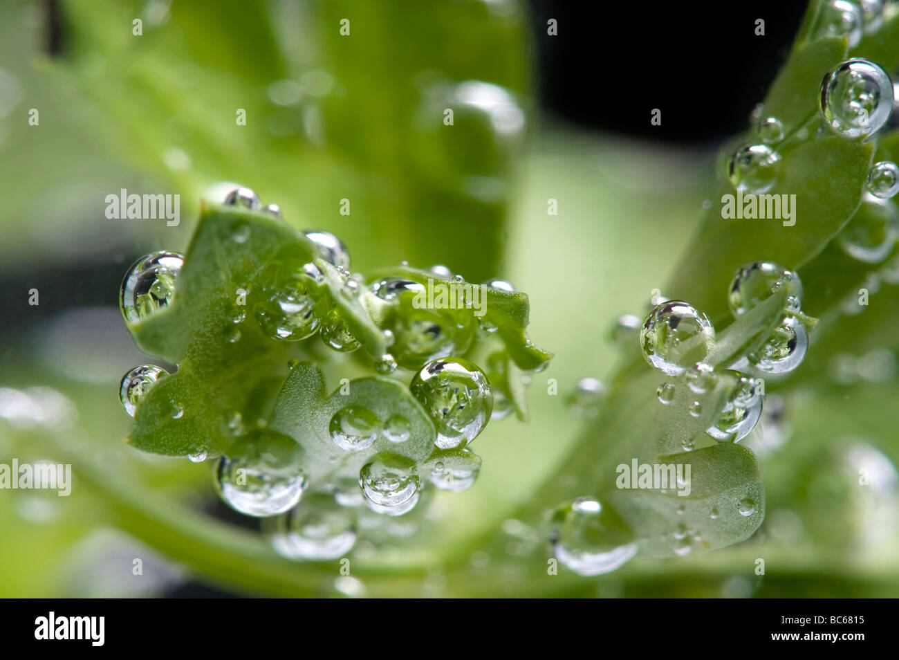 Orange white water drop Cut Out Stock Images & Pictures - Alamy