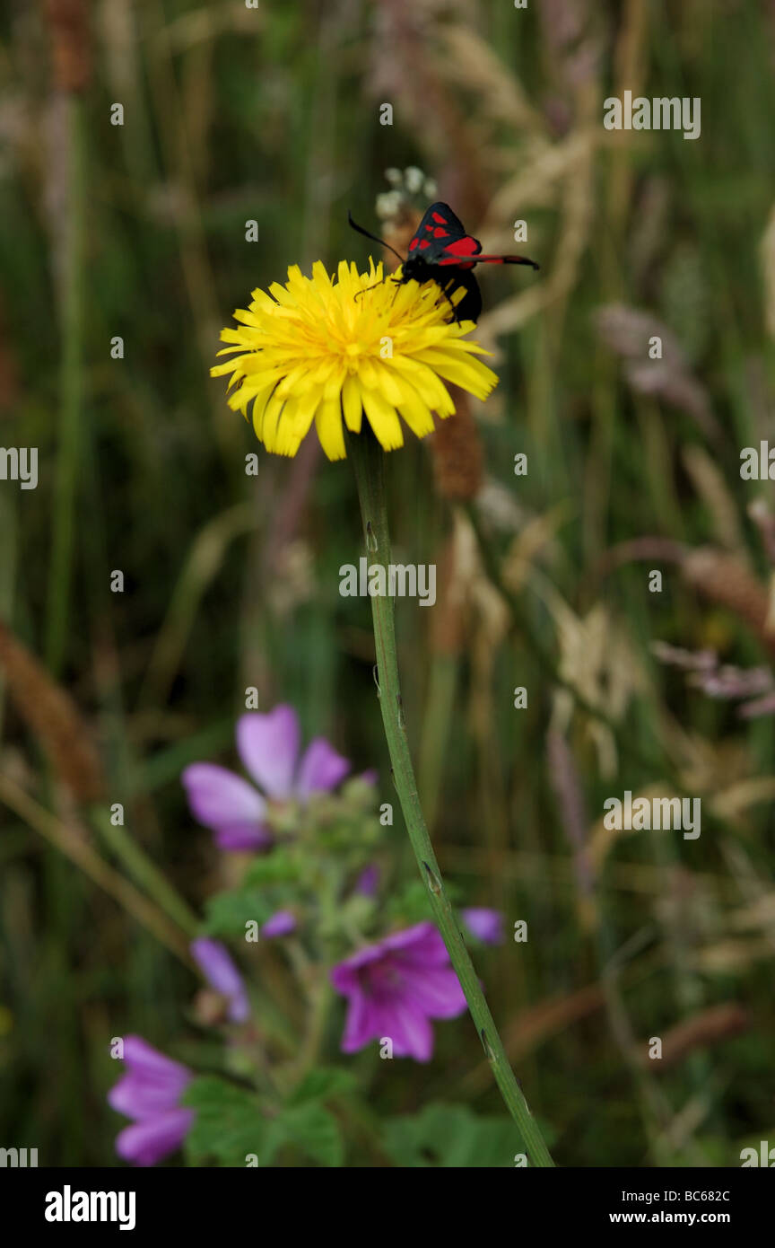 Dandelion moth hi-res stock photography and images - Alamy
