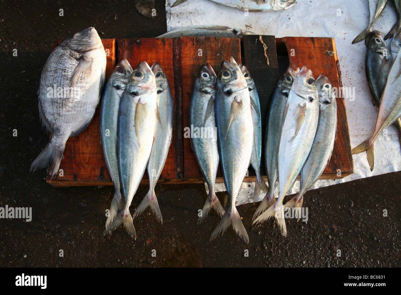 Freshly caught fish, Essaouira, Morocco Stock Photo - Alamy