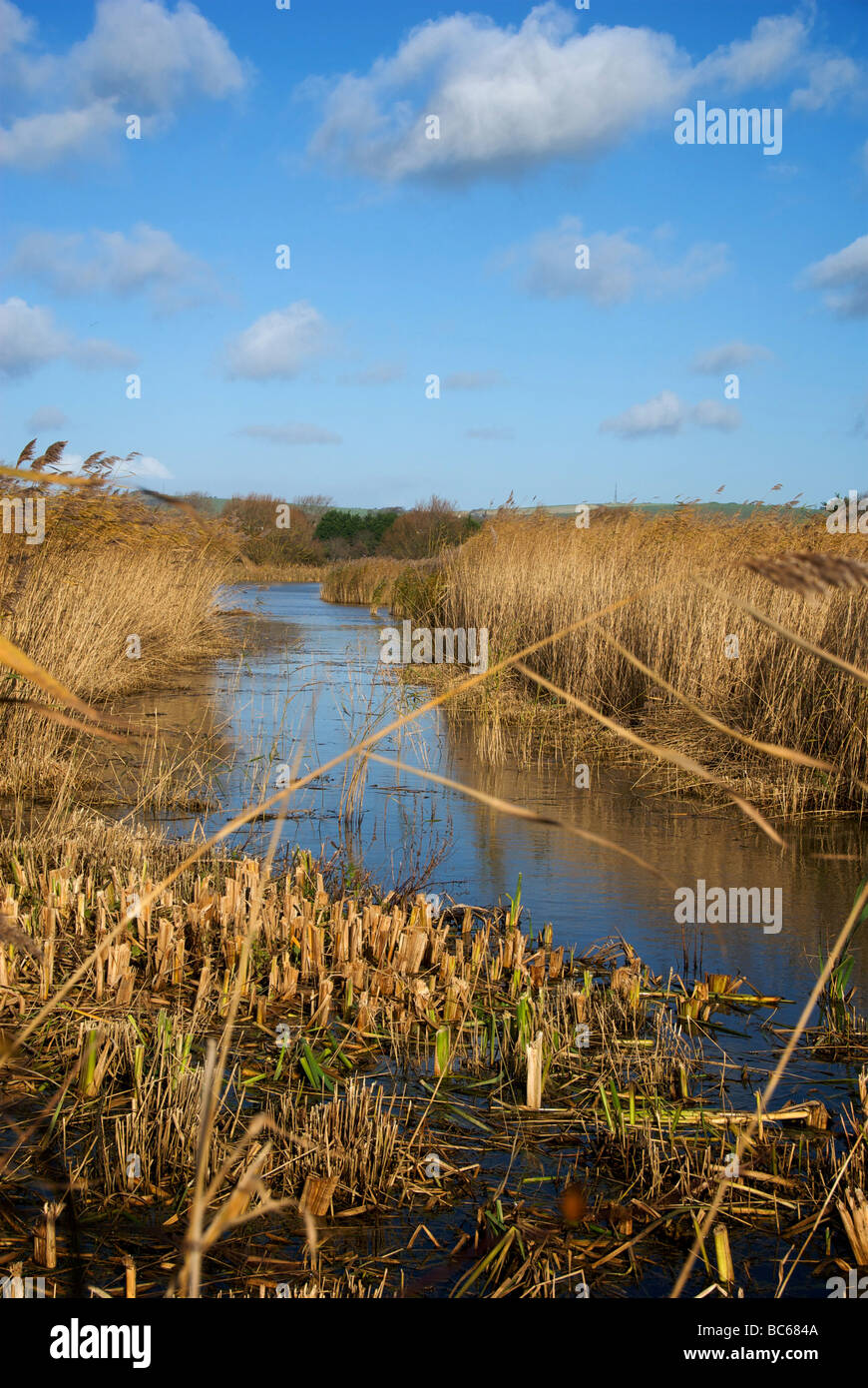 Radipole Lake, Dorset High Resolution Stock Photography and Images - Alamy