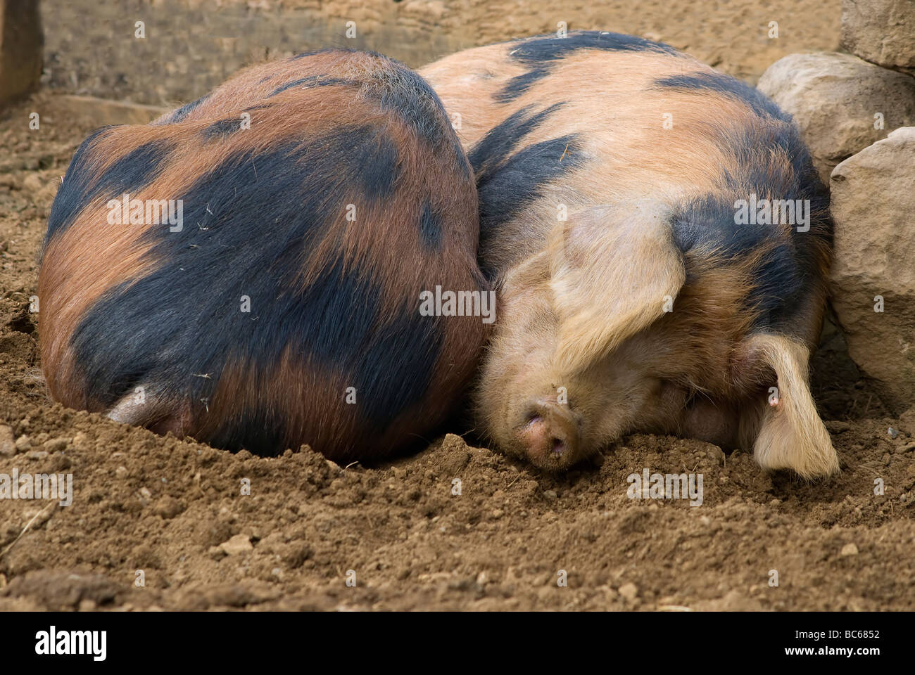 Plum Pudding Pig High Resolution Stock Photography and Images - Alamy