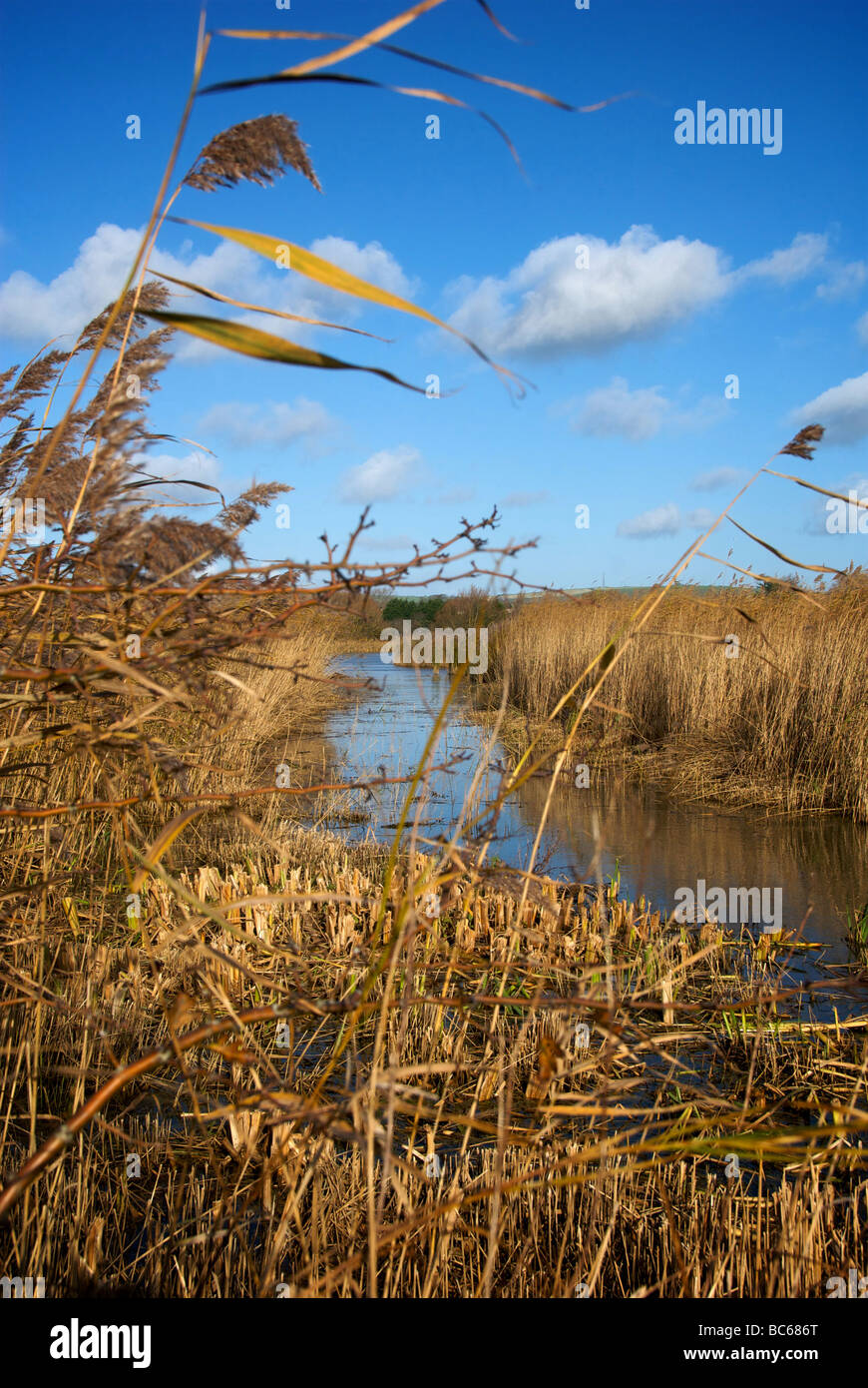 Weymouth Radipole Lake Wetland Dorset UK Stock Photo - Alamy
