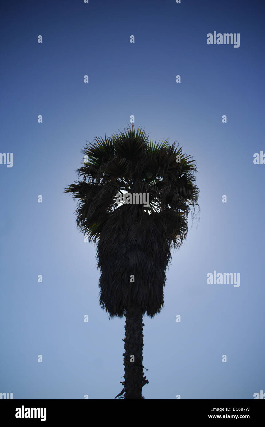 A European palm tree Stock Photo - Alamy