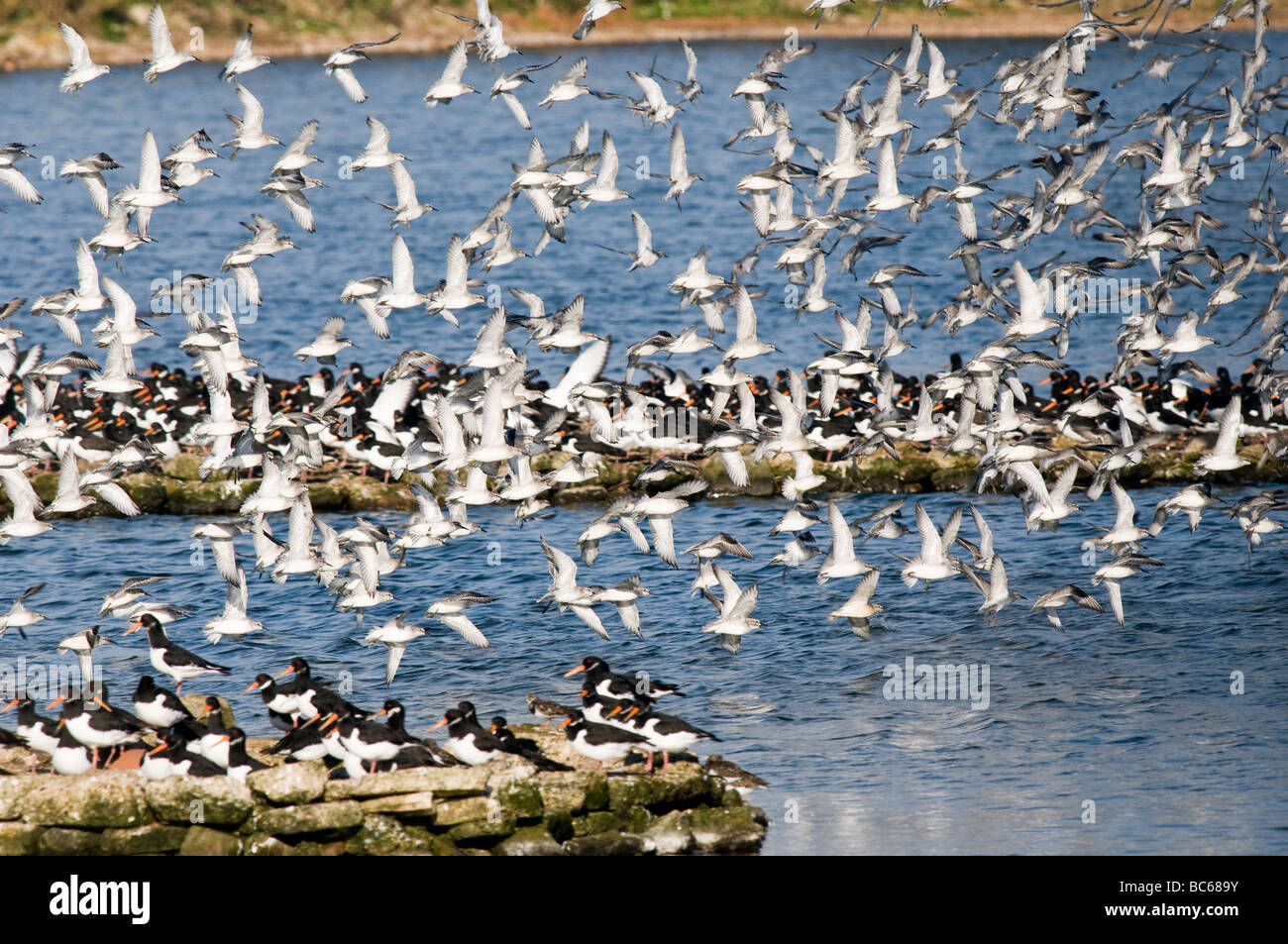 Red Knot lifting off from roost site Stock Photo - Alamy