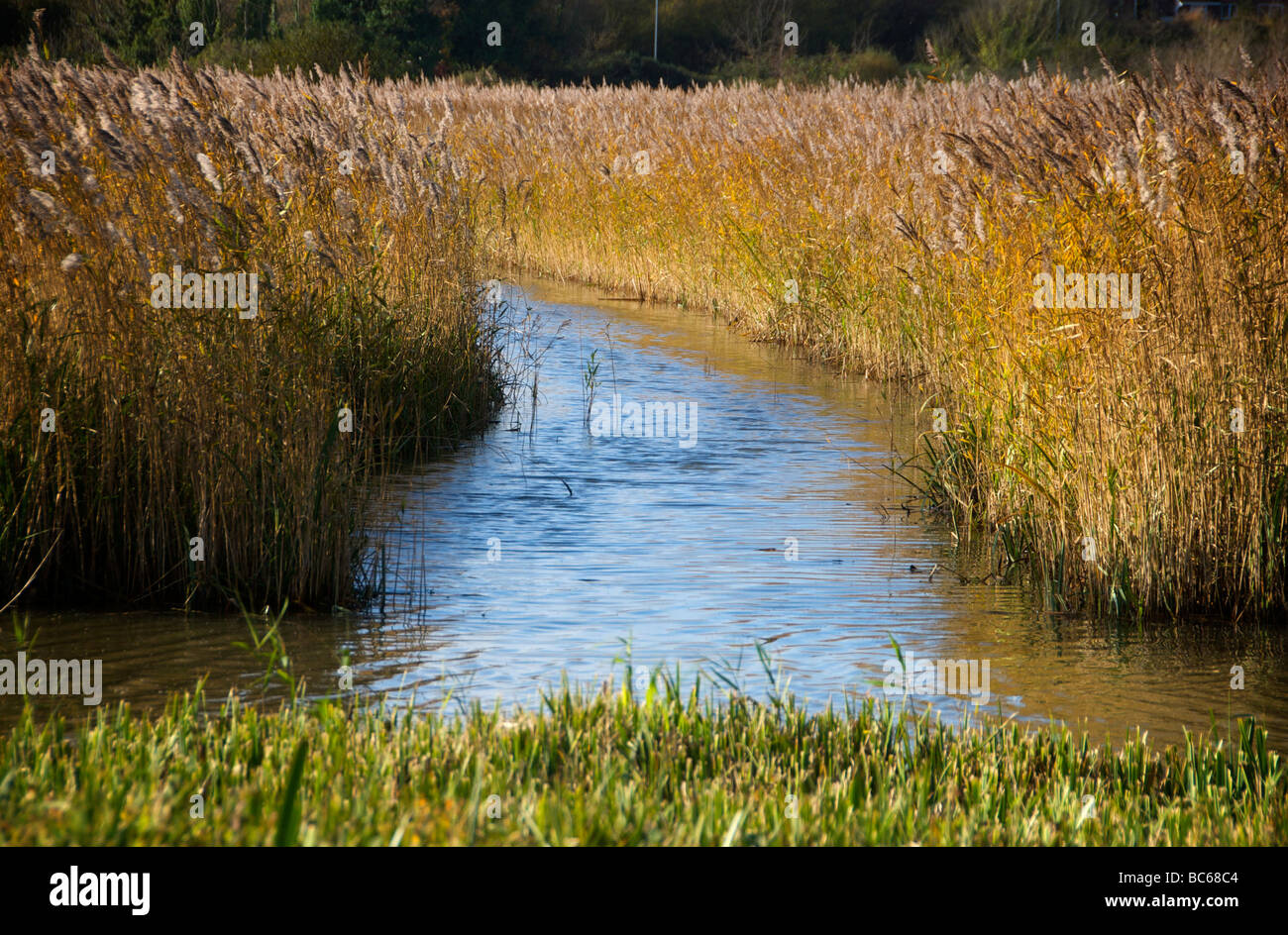 Weymouth Radipole Lake Wetland Dorset UK Stock Photo - Alamy