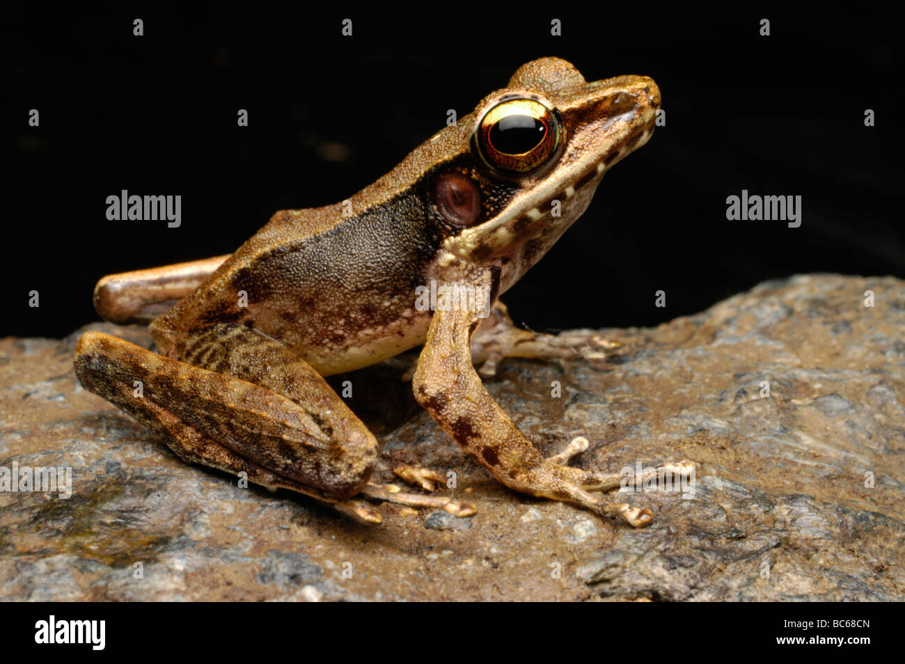 Torrent frogs hi-res stock photography and images - Alamy