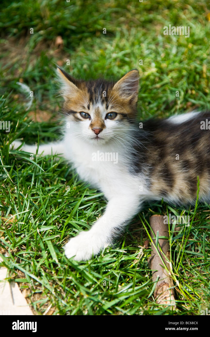 Turkey , Istanbul , Topkapi Palace , young kitten plays on grass in ...