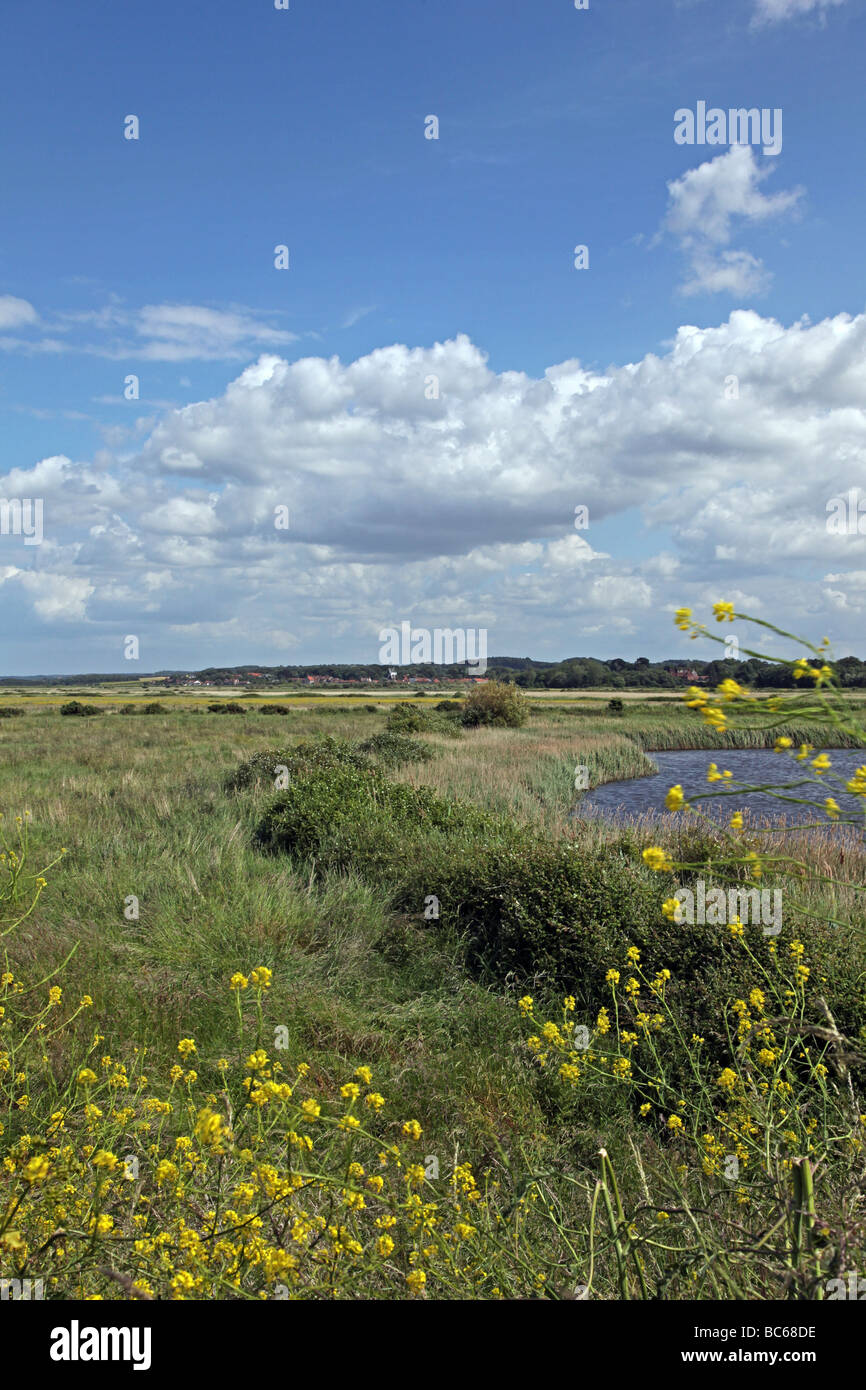 creak on a salt marsh in England Stock Photo - Alamy