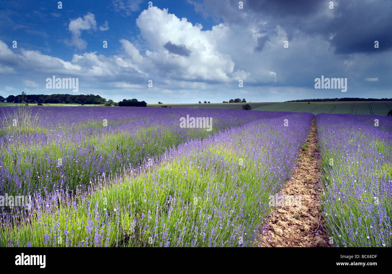 Field of lavender in bloom at Snowshill Lavender Farm Gloucestershire ...
