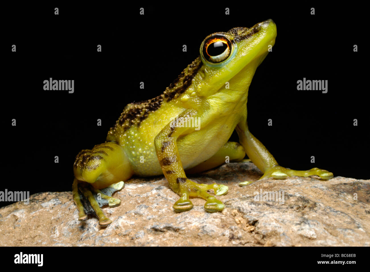 Mindanao splash frog staurois natator hi-res stock photography and ...