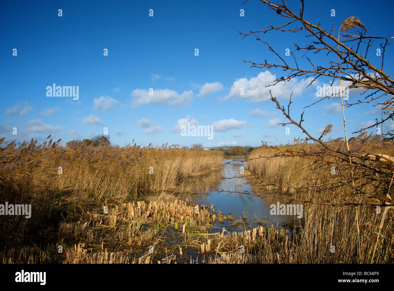Weymouth Radipole Lake Wetland Dorset UK Stock Photo - Alamy
