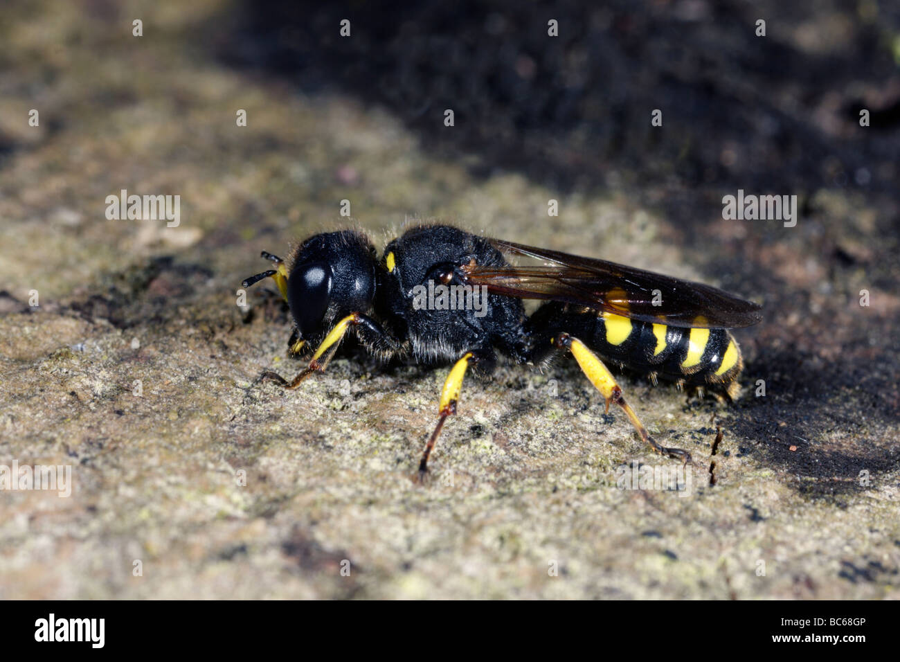 Cephalotes hi-res stock photography and images - Alamy