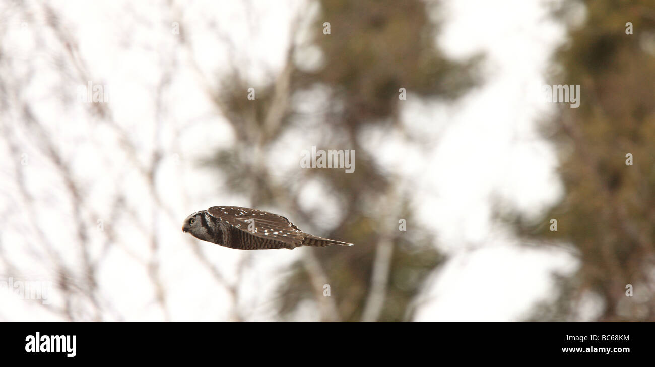 Northern Hawk Owl in Flight Canada Stock Photo - Alamy