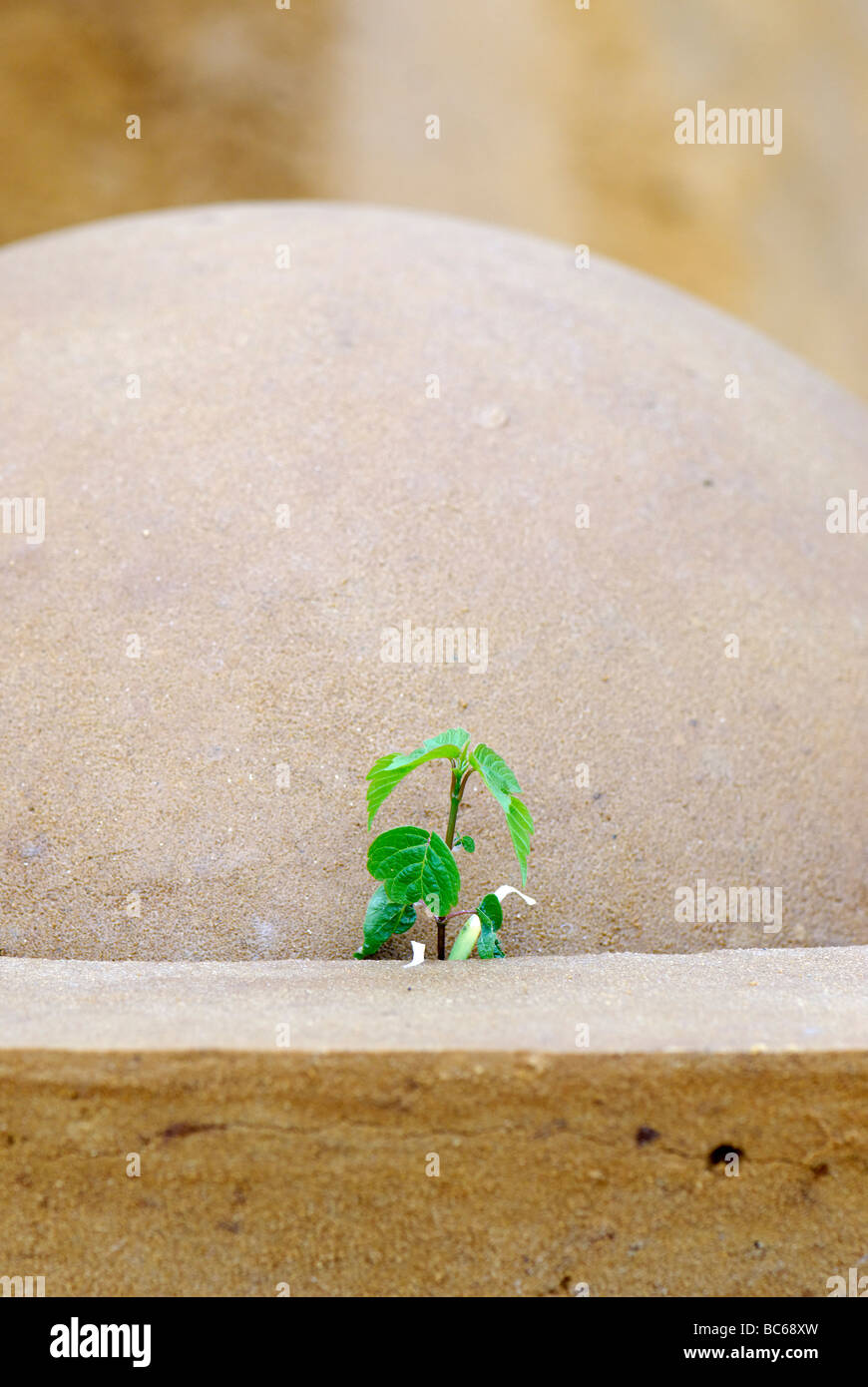 Sand sculpture and green sprout of maple Stock Photo - Alamy