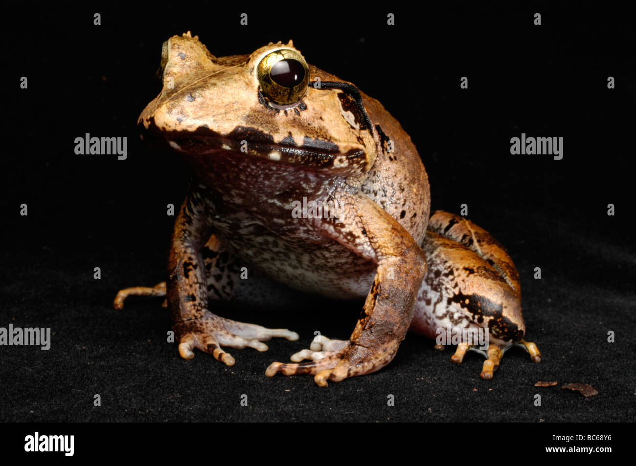 Peat swamp asia hi-res stock photography and images - Alamy