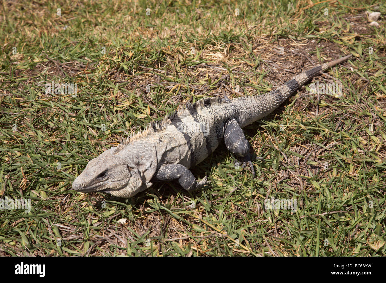 Lizard, Tulum, Quintana Roo State, Mexico Stock Photo - Alamy