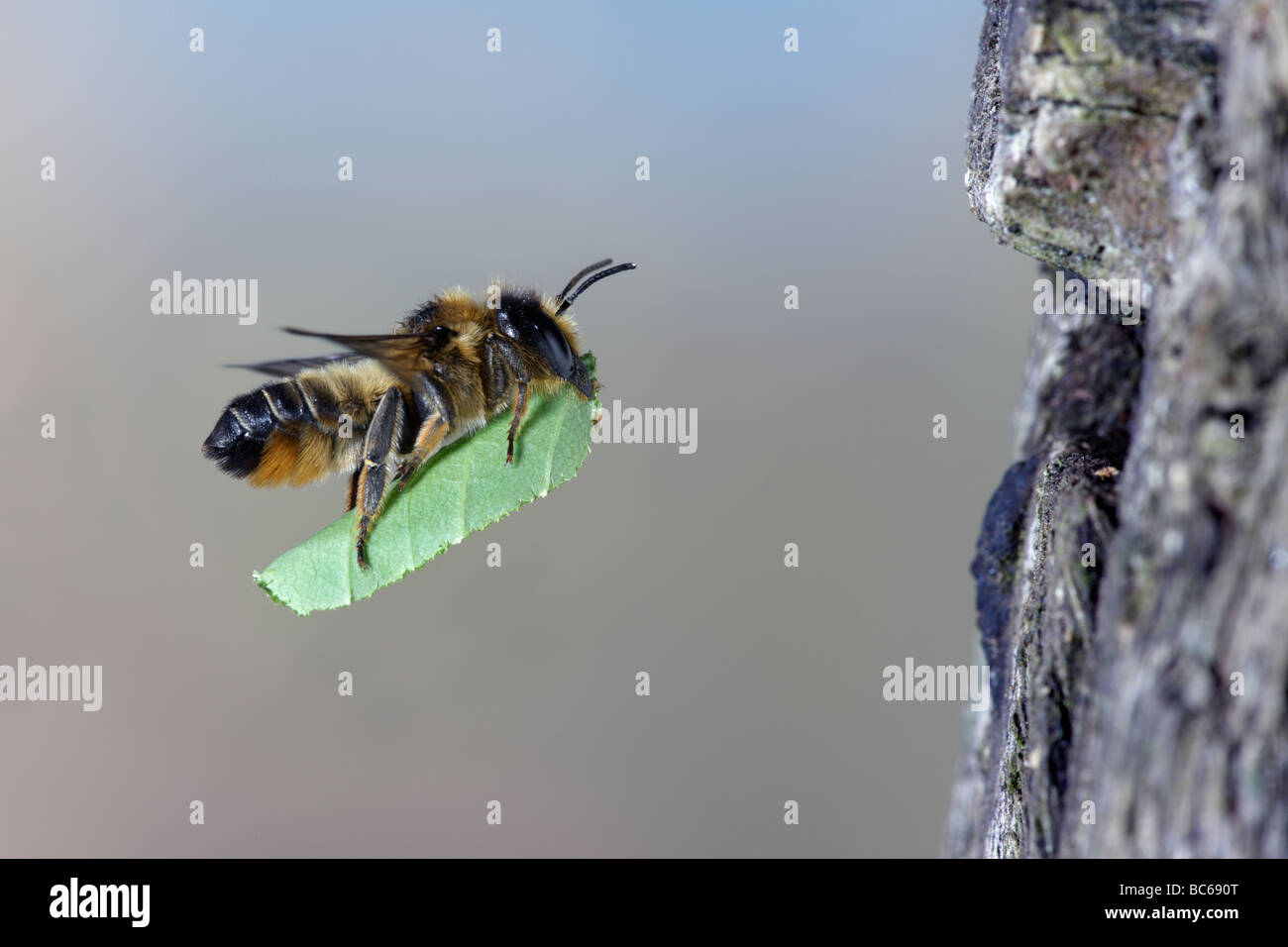 Megachile centuncularis leaf cutter Bee with leaf in flight Stock Photo ...