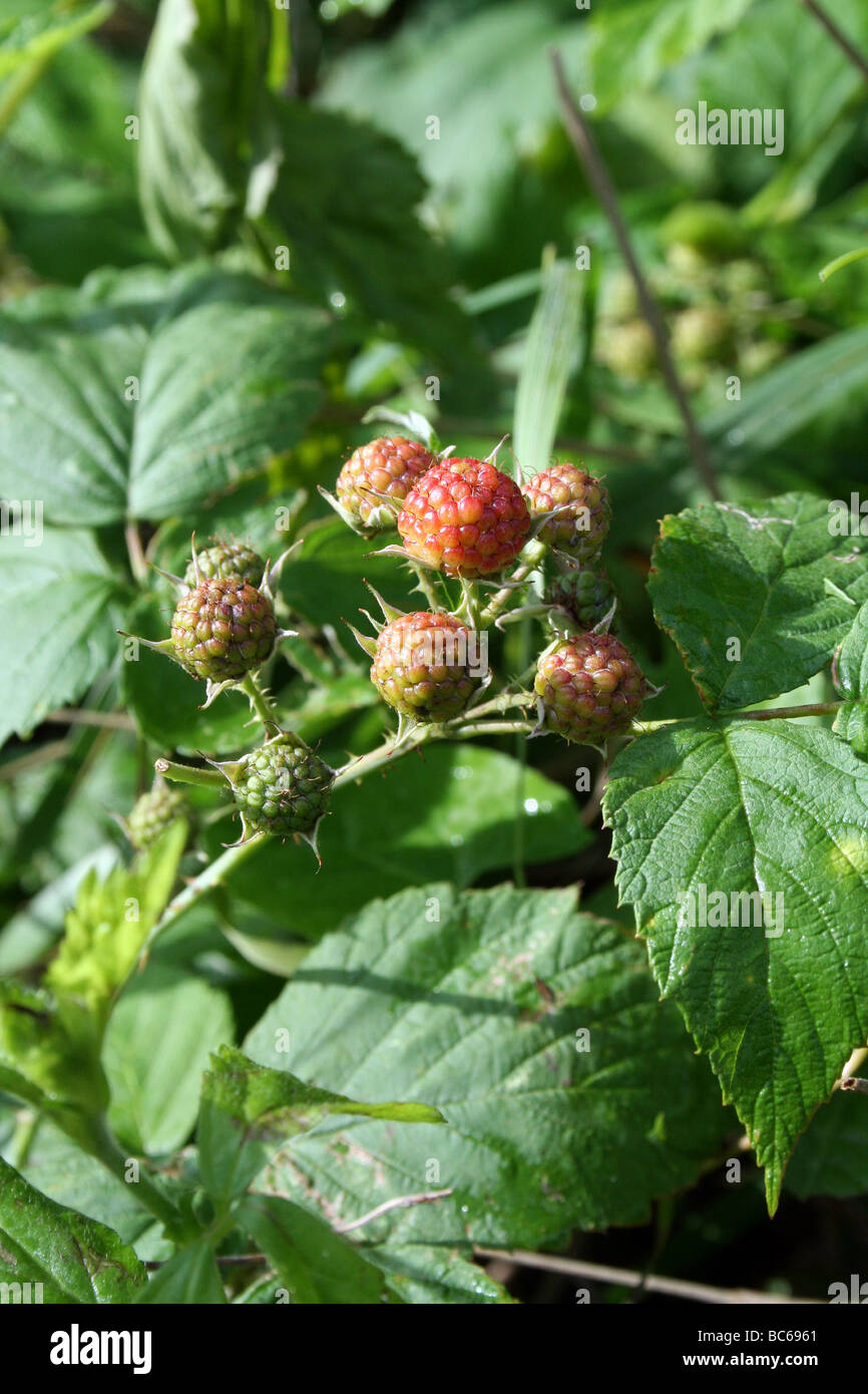 Rasberries hi-res stock photography and images - Alamy