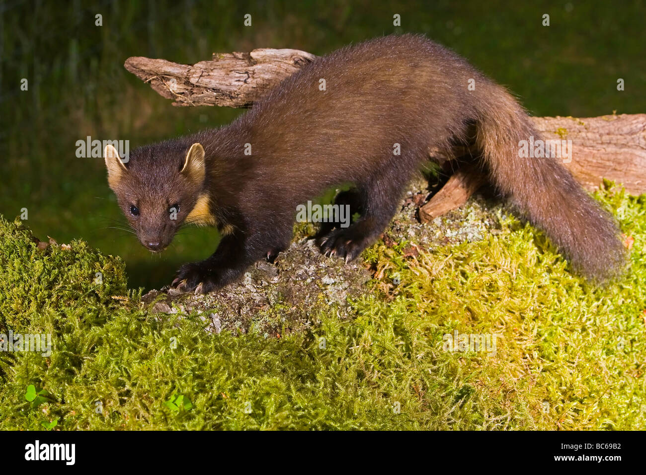 Female Pine Marten High Resolution Stock Photography and Images - Alamy