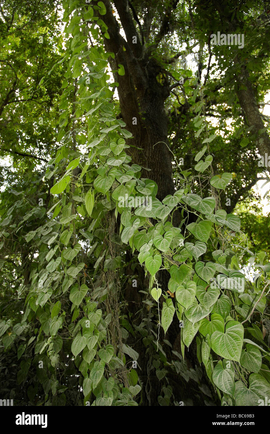 Highly invasive air potato vines climb into the tree canopy in rural ...