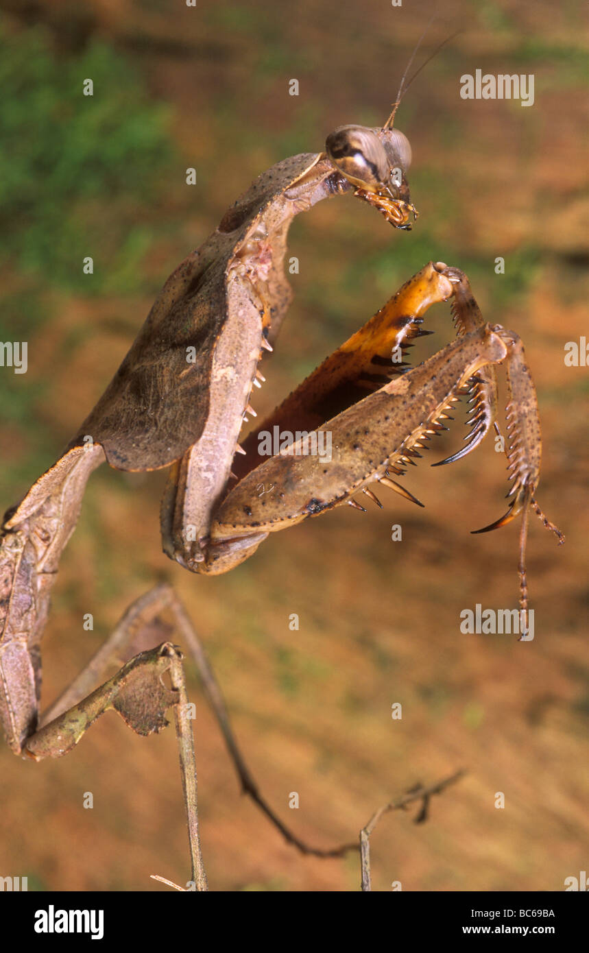 Dead leaf praying mantis deroplatys hi-res stock photography and images ...