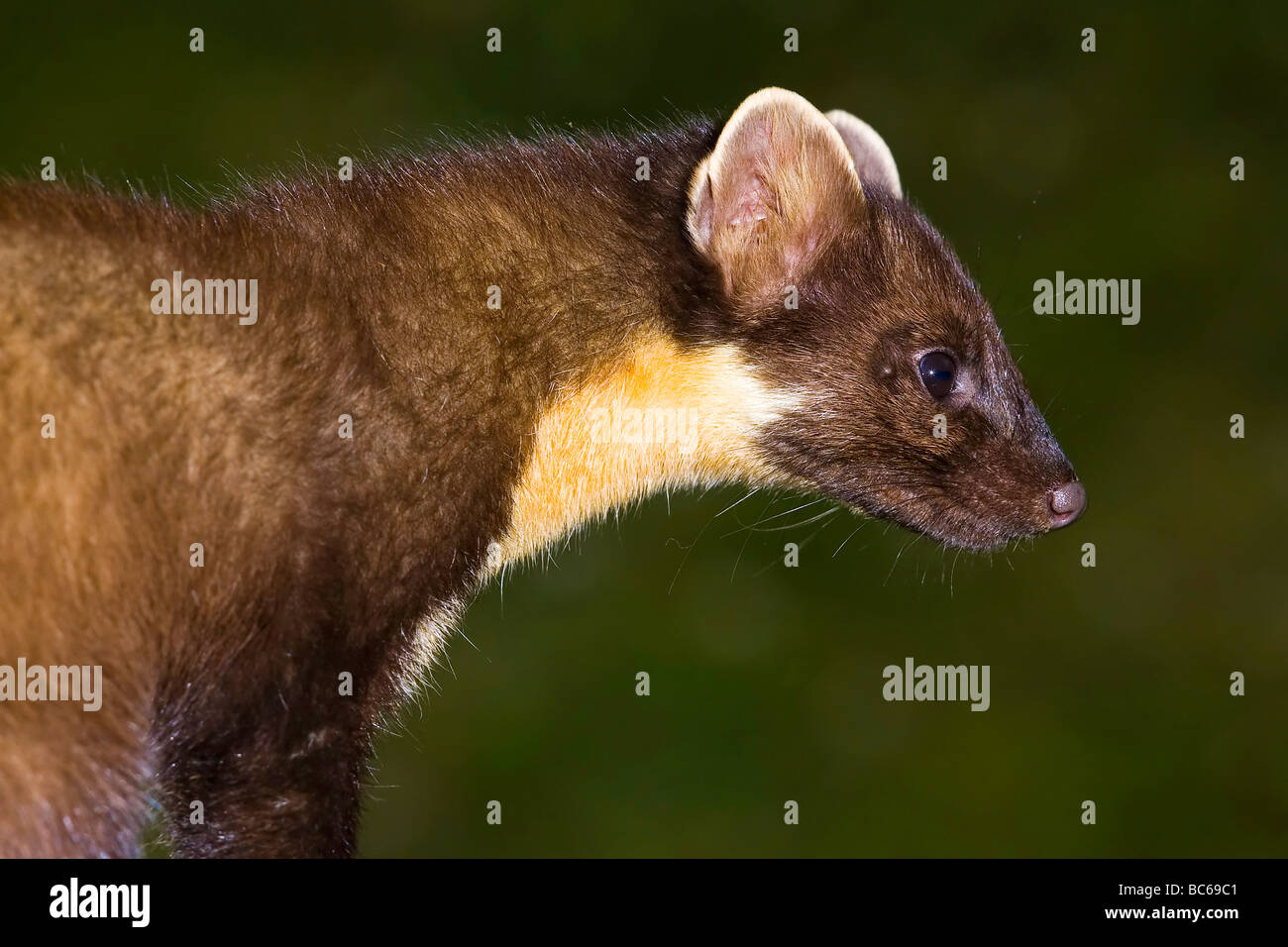 Marten martin hi-res stock photography and images - Alamy