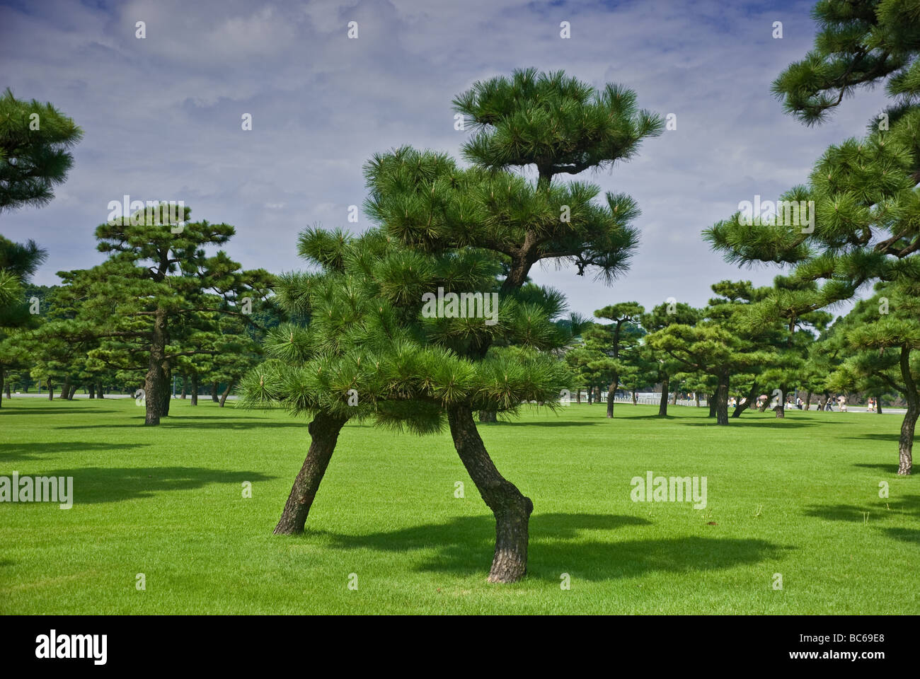 Fir Trees outside the Japanese Emperors Palace in Tokyo Stock Photo - Alamy