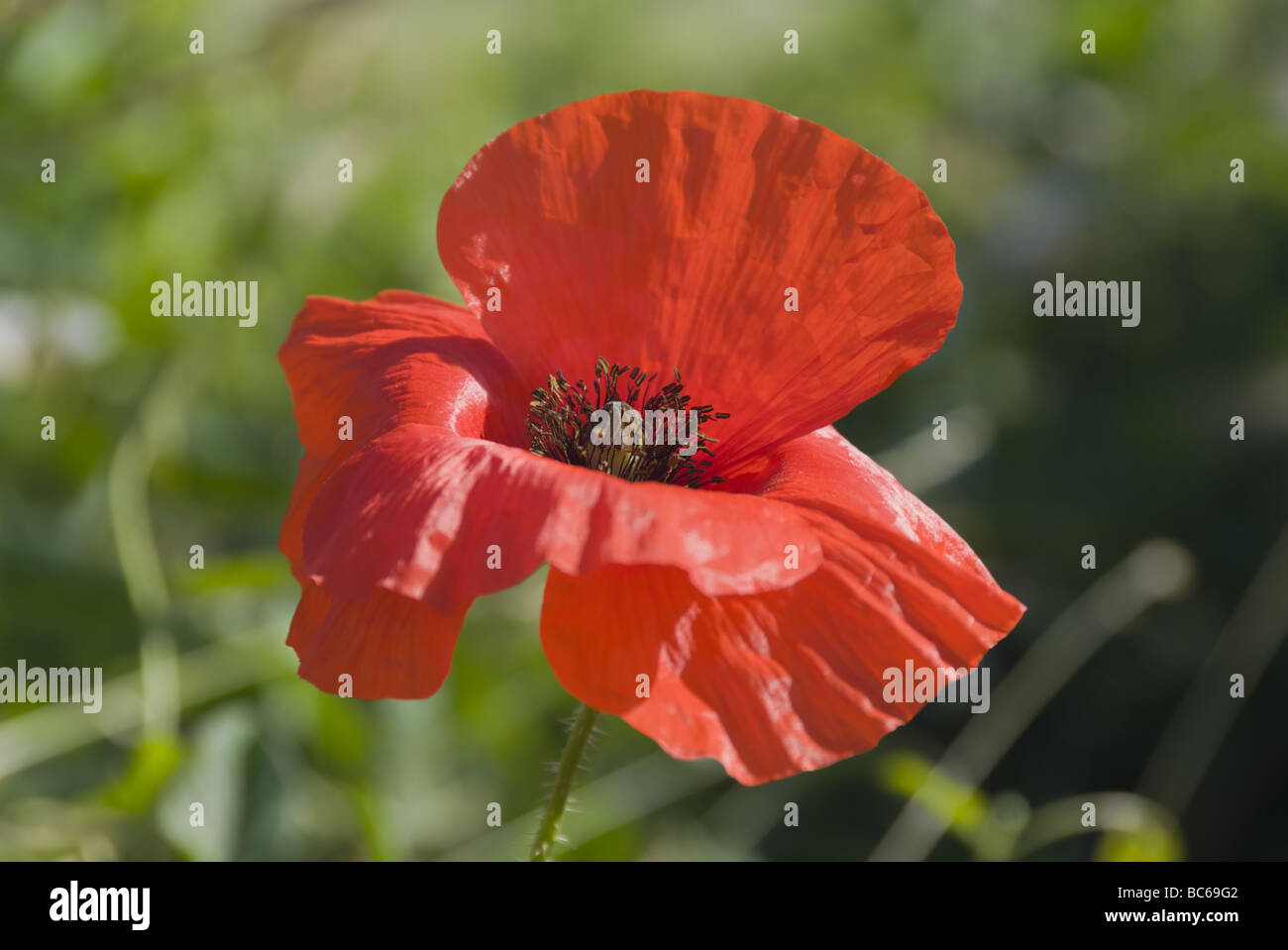 A single wild red poppy in close up on a sunny day Stock Photo - Alamy